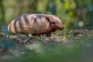 Armadillo Control | Defender Wildlife & Pest Control